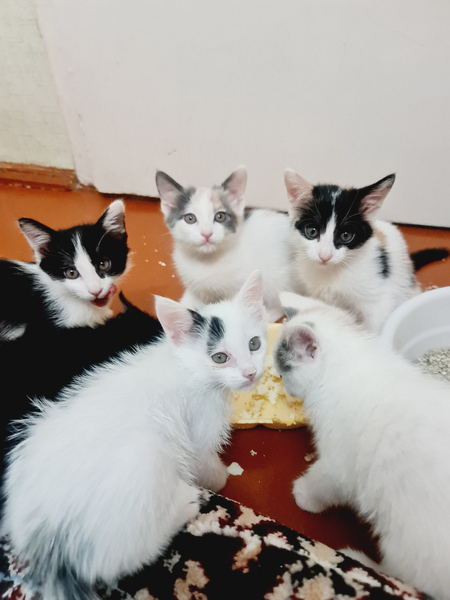 Домашный кошки маленкый