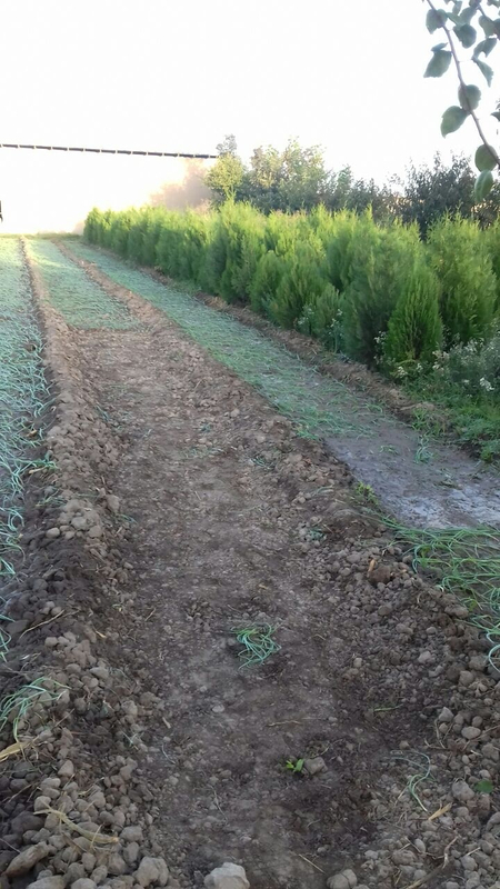 Archa sotiladi optom 300 ta bor