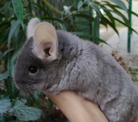 Шиншилла