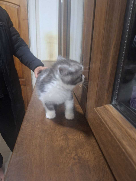 котята на продажу