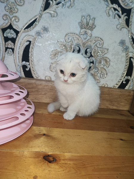 Продаётся элитный вислоухий мальчик