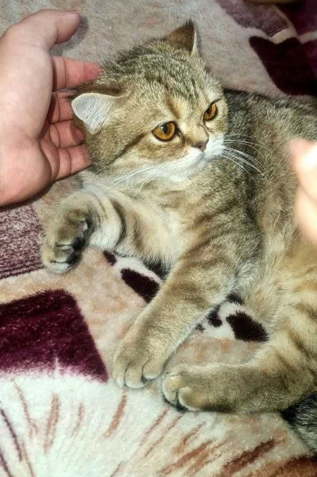 Скоттиш фолд золотая  шиншилла