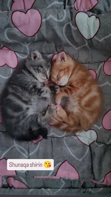 Скоттиш фолд. Очень милые котята