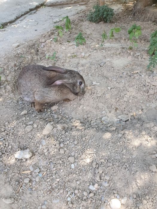 Продаётся Кролик Фландр