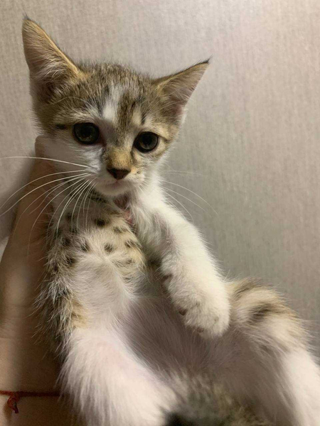 Котята домашние отдам в добрые и заботливые руки.