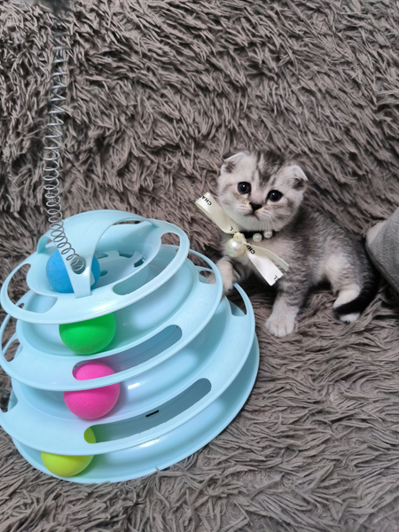 Котята от правильной вязки
