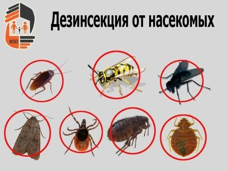 Дезинфекция: Скидки до15% 1 год Гарантии! Клопы,Тараканы,Крысы и т.д