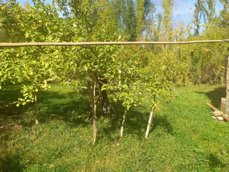 Продам землю в Qapal (Чарвак)