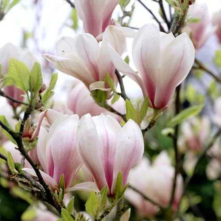 Магнолия листопадная/не листопадная. Magnolia