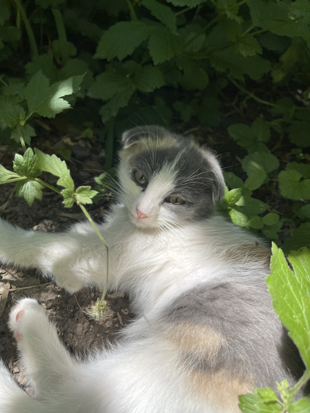 Отдаем котят в добрые ручки