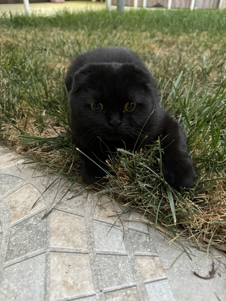 Скоттиш фолд Котенок 5 месяц