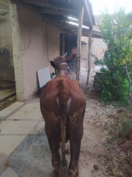 Boqishga tayyor buqa sotiladi