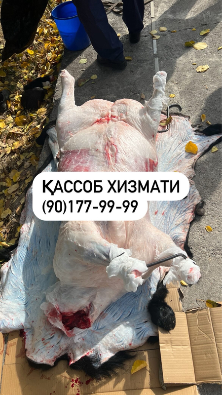 Қурбонлик, ақиқа, эҳсон қилиш учун қўйлар, калла поча