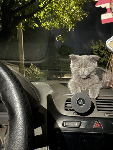 Scottish fold chatishgan