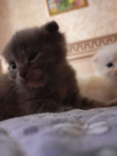 Котенок, 2 месяца. Шотландский вислоухий короткошёрстный.