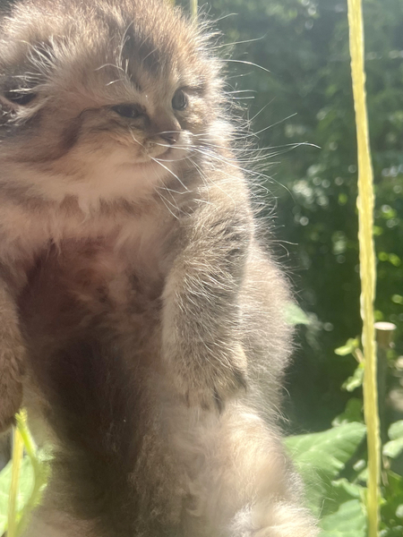 Шотланский скоттиш фолд! Золотая шиншилла!