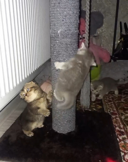 Scottish FOLD  1 oylik toza qon