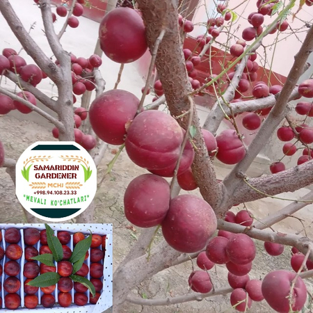 Мевали ишончли кучатлар