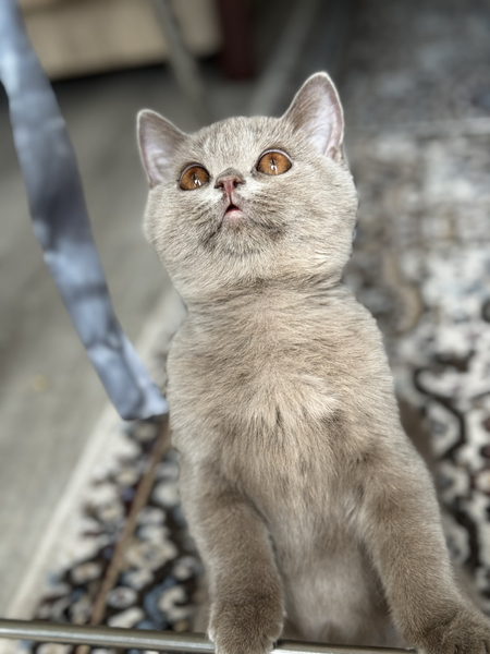 Британские котята