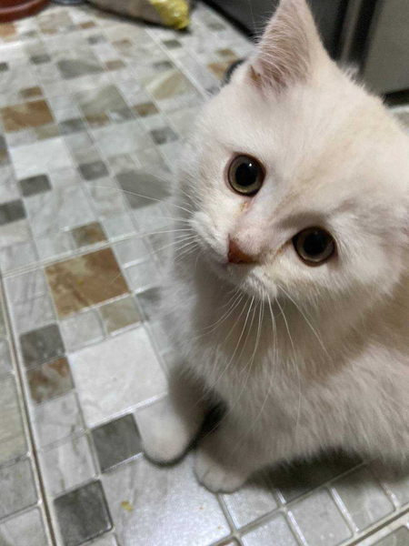 Продаются котята пародистые мальчик и девочка