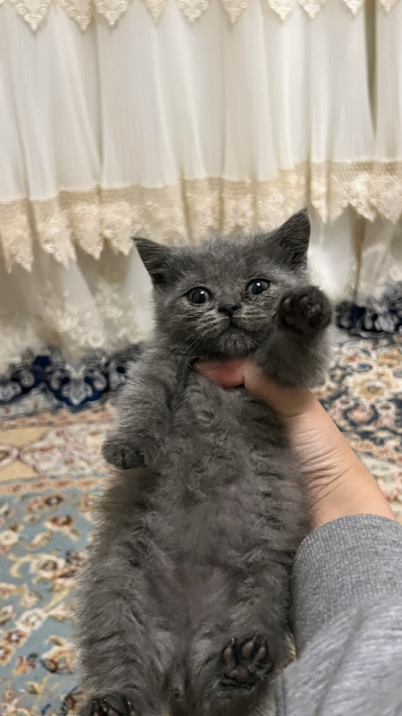 Британский котёнок
