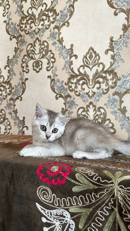 Британская шиншилла