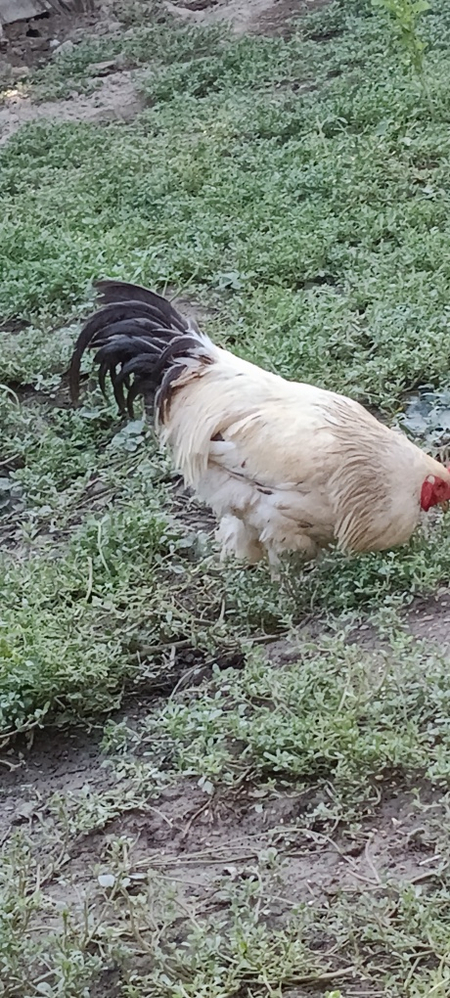 Xoroz sotiladi brama