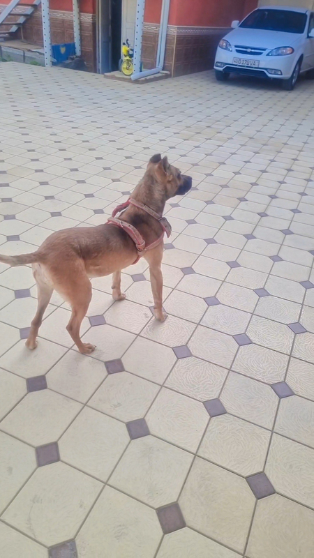 Pitbull  tozasidan