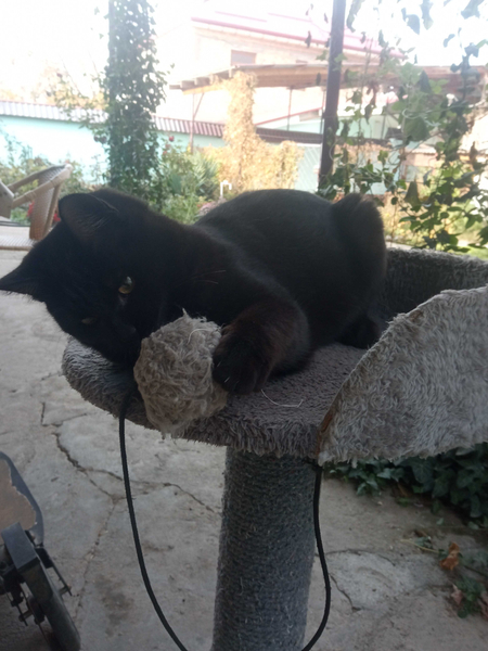 Котята в хорошие руки, бесплатно.
