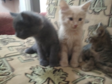 Продаются котята