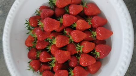 Кулупнай кучатлари рассада клубники