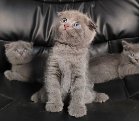 Котенок Скоттиш Фолд Девочка