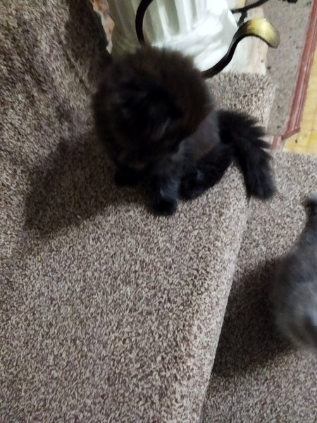 Продам шикарных котят