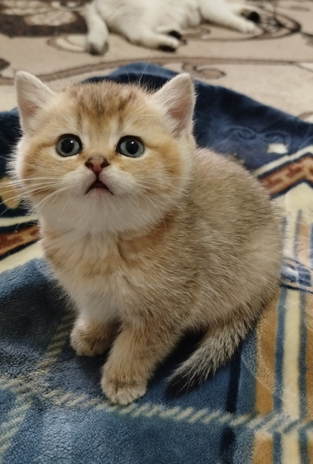 Продаётся котята