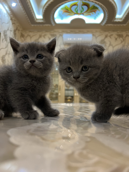 Продаются котята скотиш фолд и старйты, от элитных родителей