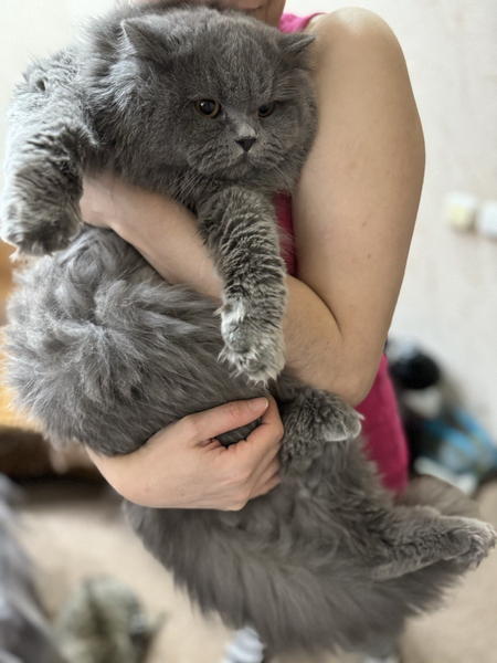 Готовые котята скоттиш-фолд, скоттиш-страйт (хайленд)
