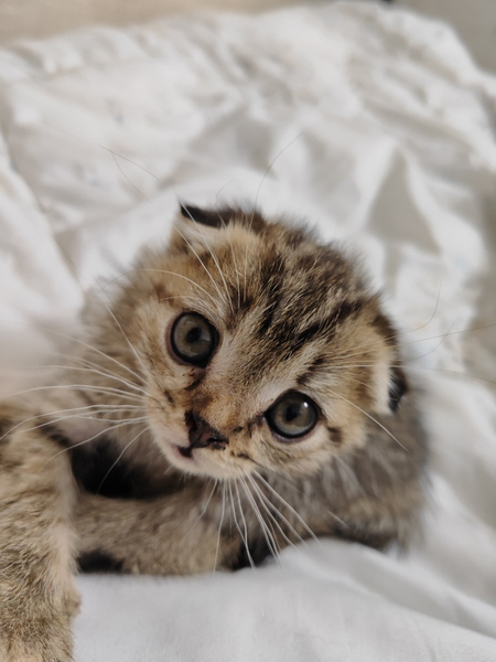 Mushukcha Scottish Fold