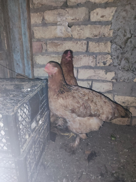 Товуклар сотилади брама