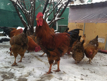 Цыплята породы кучинская юбилейная