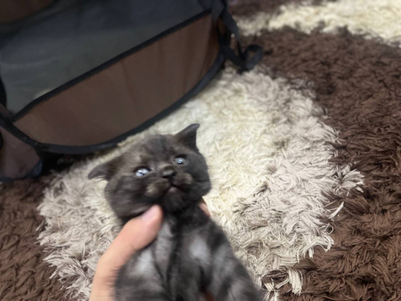 Продаются котята
