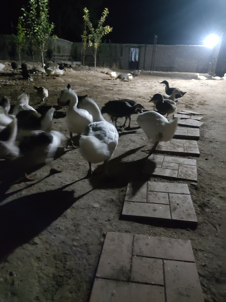 O'rdak sotiladi 23ta bor