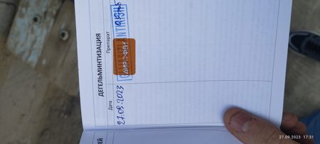 Скотш фолд сотилади