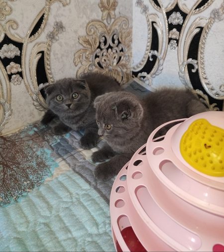 Продаются шотландские плюшевые котята