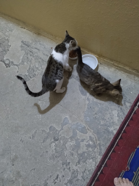 Отдам Кошку бесплатно