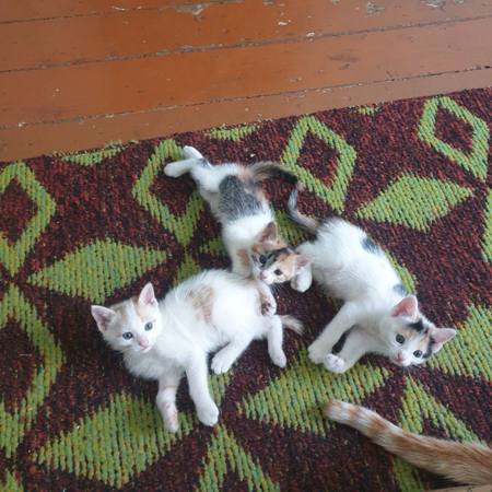 Продается кошка