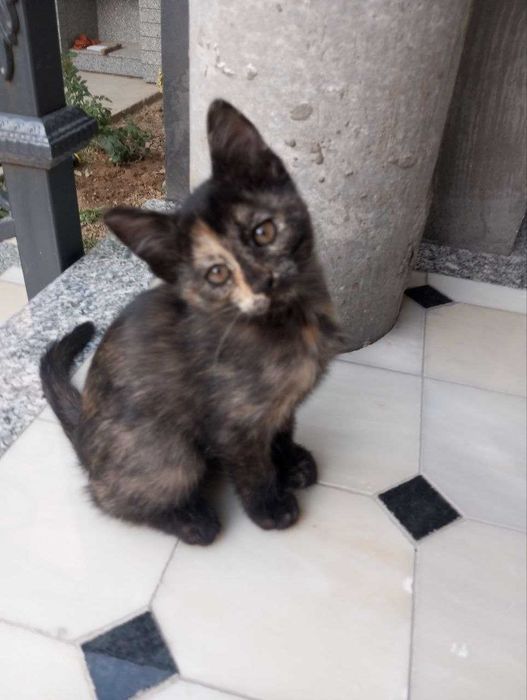 Котята отдам в добрые руки