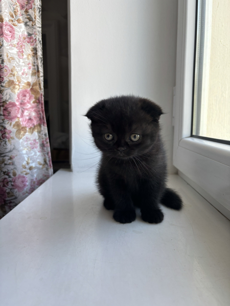 Продам котят