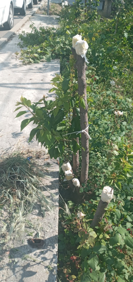 Пайвандлаш дарахт пайвандлаш