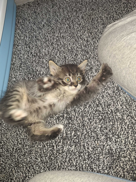 Котята Сибирской породы