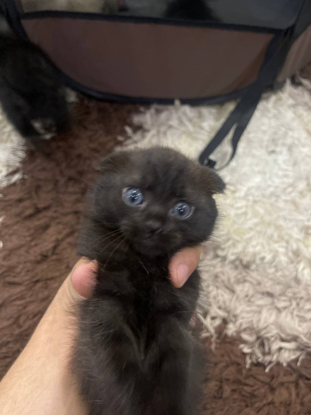 Продаются котята